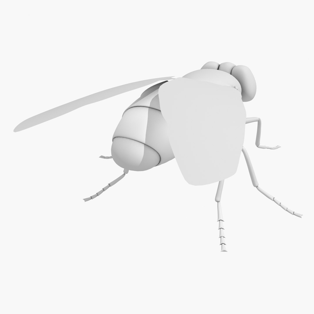 Fly Bug Housefly 3d Max