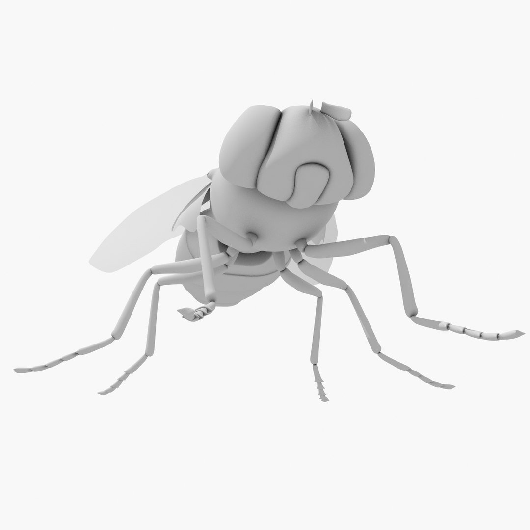 Fly Bug Housefly 3d Max