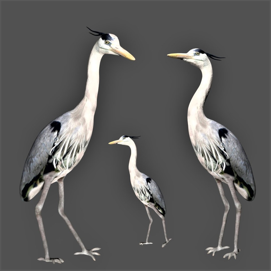 Heron Bird Model - TurboSquid 1753024