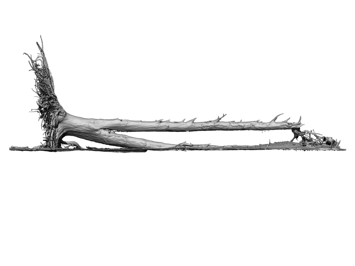 3D Desert Tree Laying 04 Model - TurboSquid 1380364