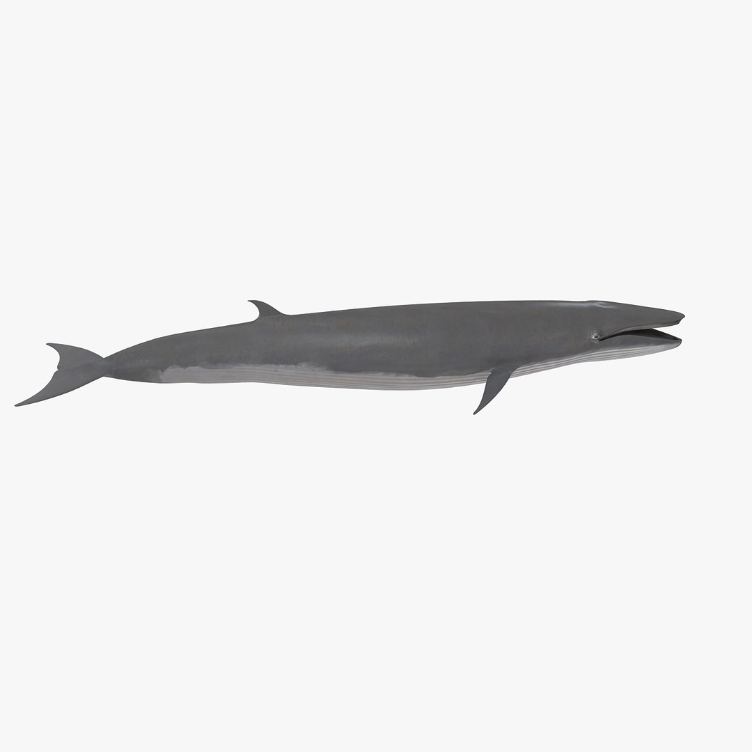 Bryde S Whale 3d Max
