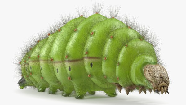 Silkworm Green Fur Rigged model - TurboSquid 1896847