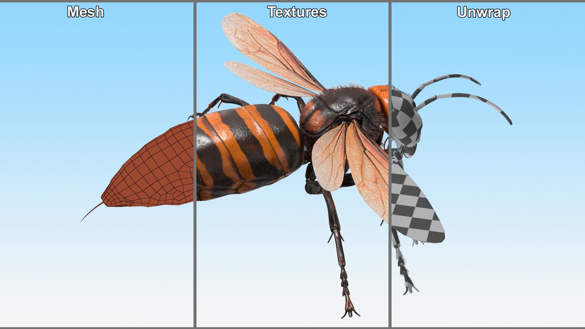 3D Model Vespa Mandarinia Fur Rigged - TurboSquid 2418873