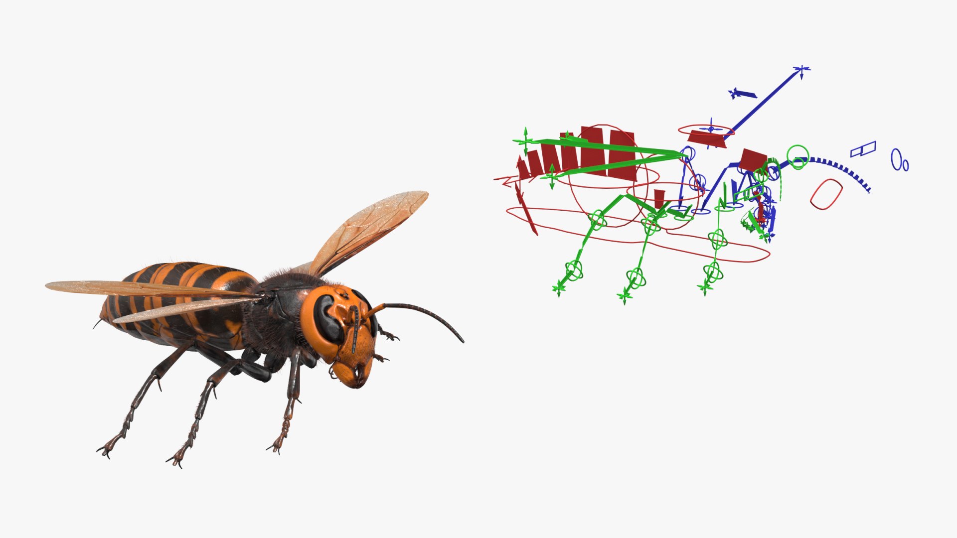 3D Model Vespa Mandarinia Fur Rigged - TurboSquid 2418873
