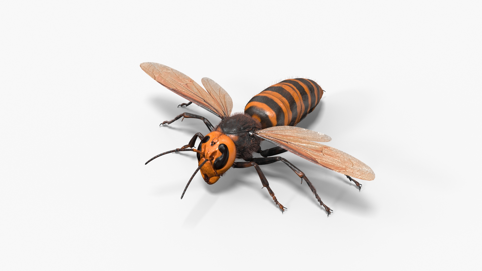 3D Model Vespa Mandarinia Fur Rigged - TurboSquid 2418873