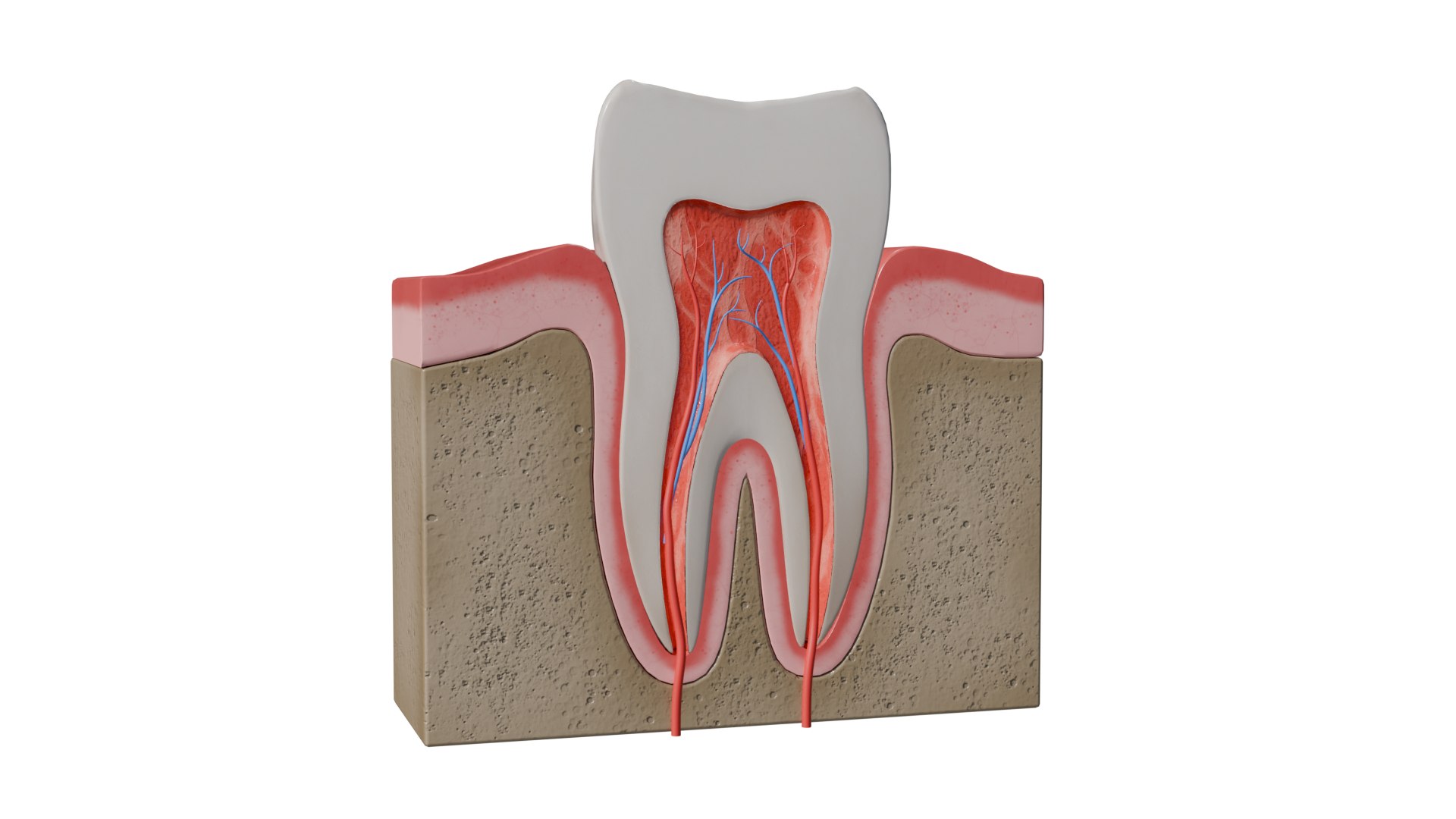 Human Tooth Anatomy Model - TurboSquid 2220453