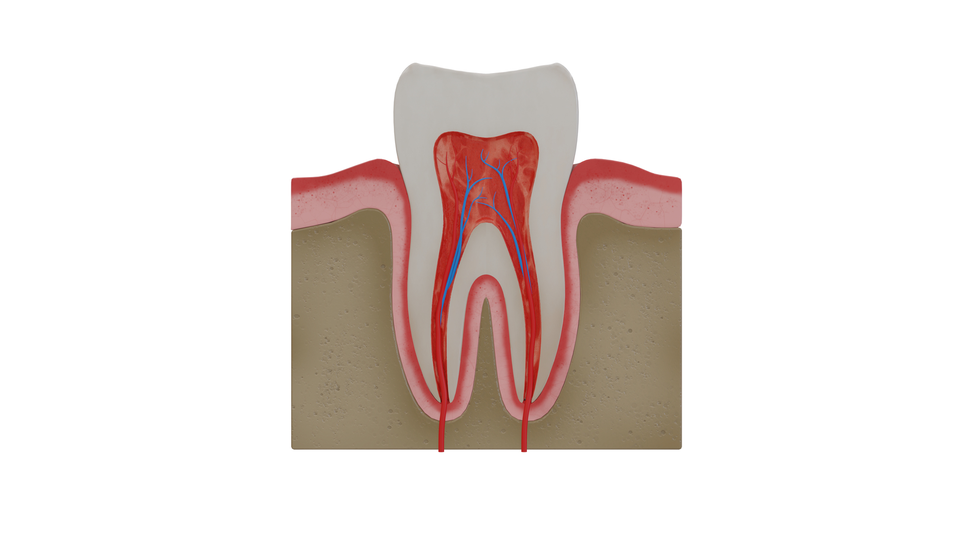 Human Tooth Anatomy Model - TurboSquid 2220453