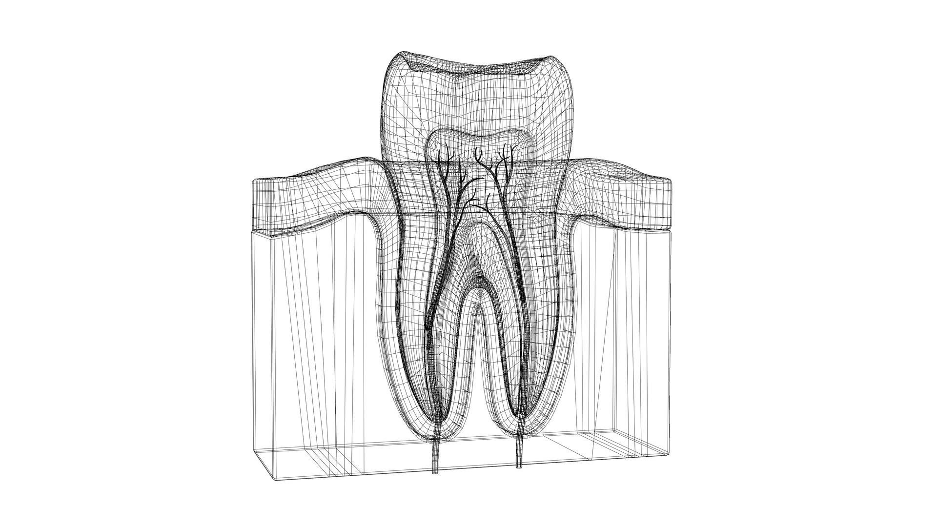 Human Tooth Anatomy Model - TurboSquid 2220453
