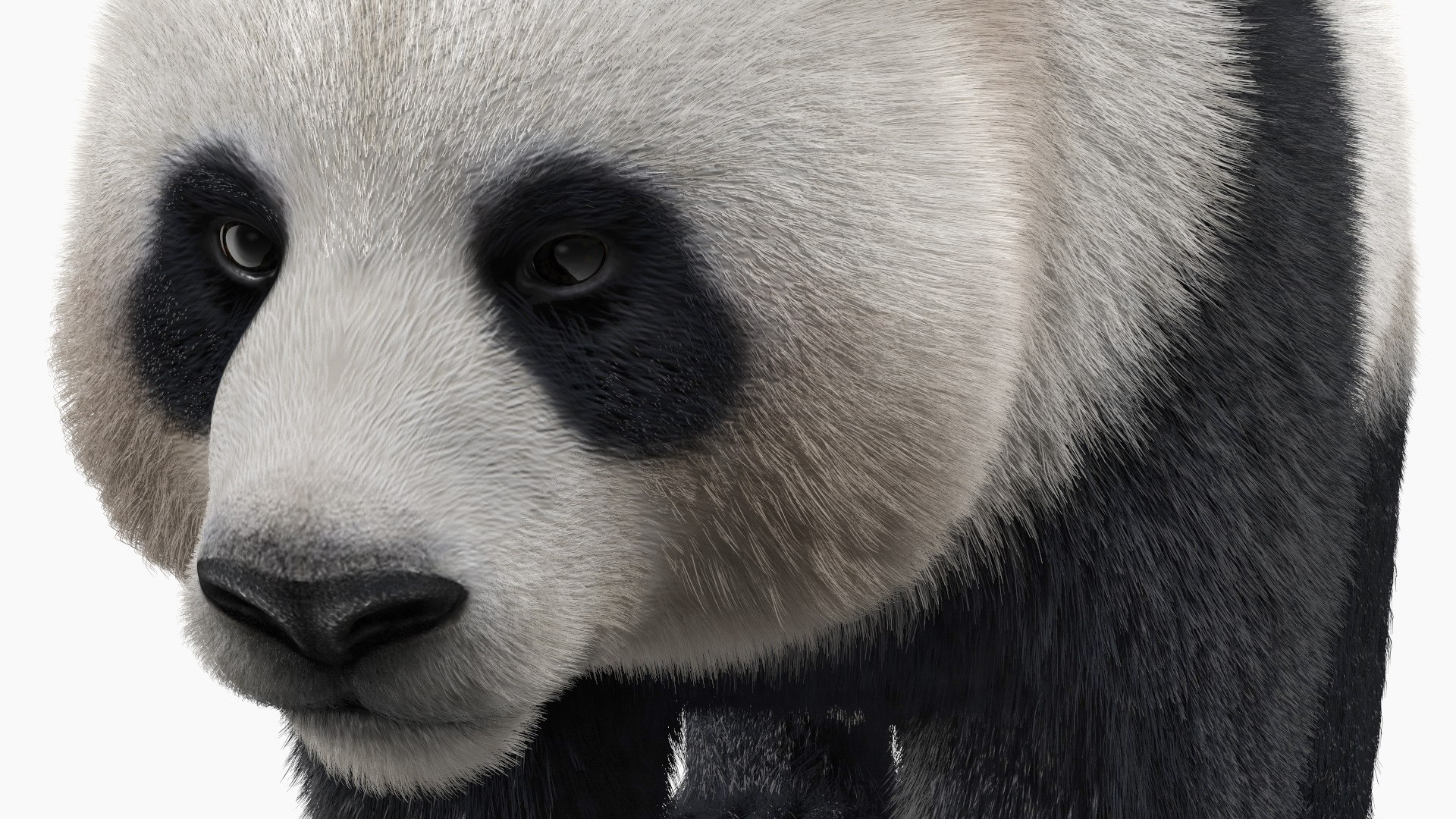3D Giant Panda Fur Rigged With Eucalyptus Tree Collection - TurboSquid ...