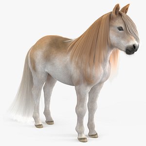 3D Pony Models - Browse & Download Formats - TurboSquid