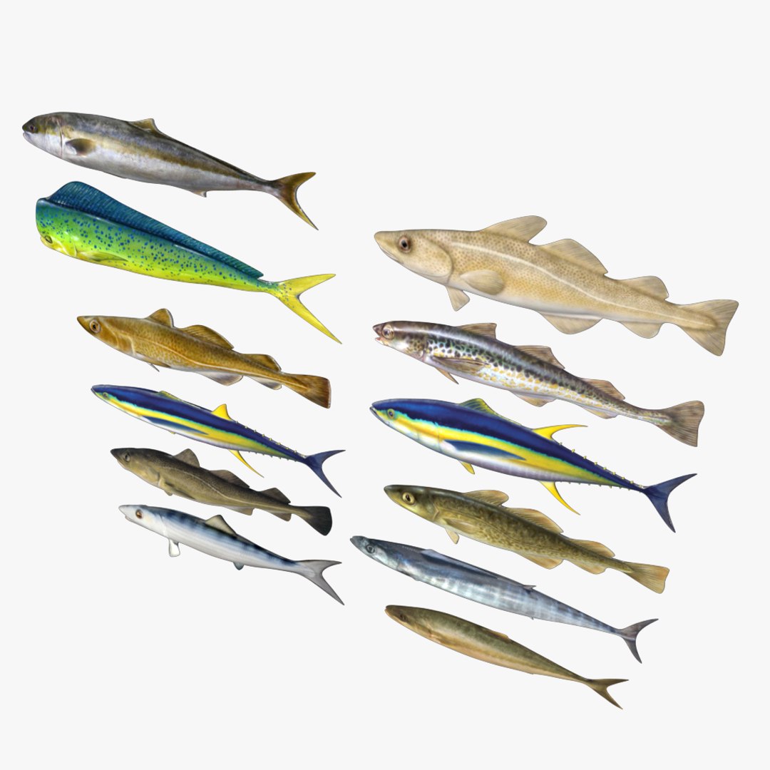 Fish 3D Model - TurboSquid 1377415
