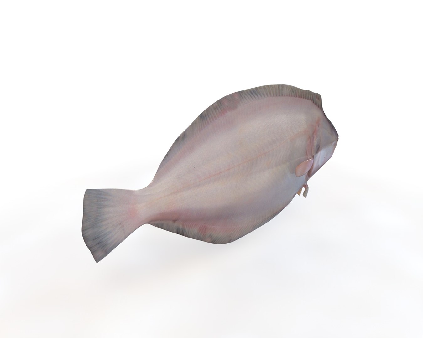3D Model Fish - TurboSquid 1551927