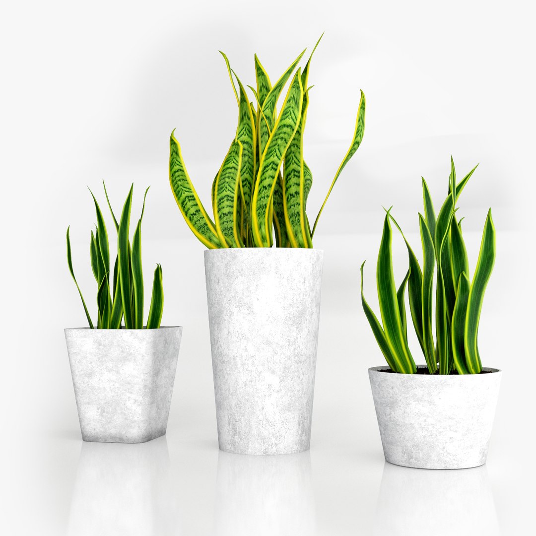 Snake Plant 3D Model - TurboSquid 1284525