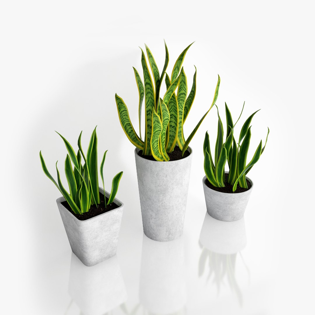 Snake Plant 3D Model - TurboSquid 1284525