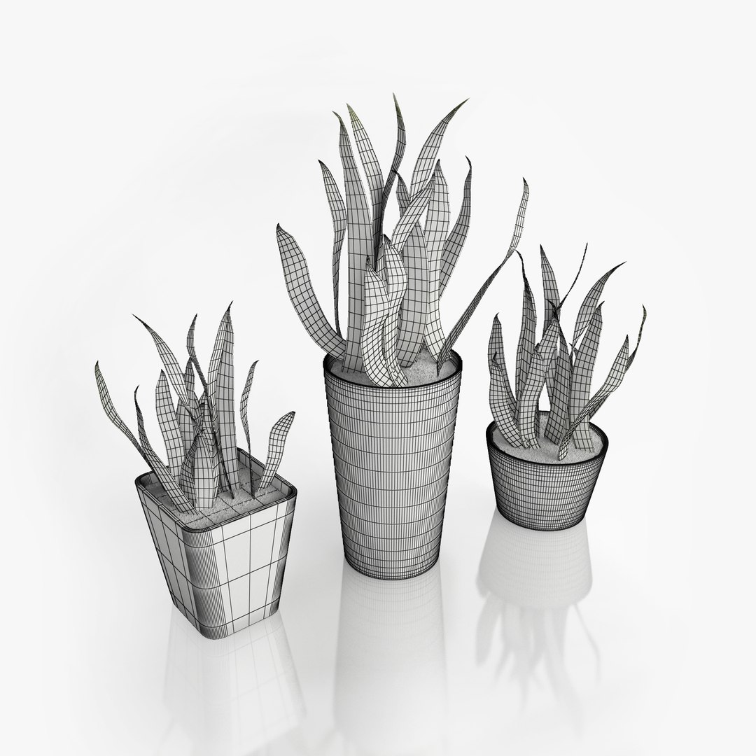 Snake Plant 3D Model - TurboSquid 1284525