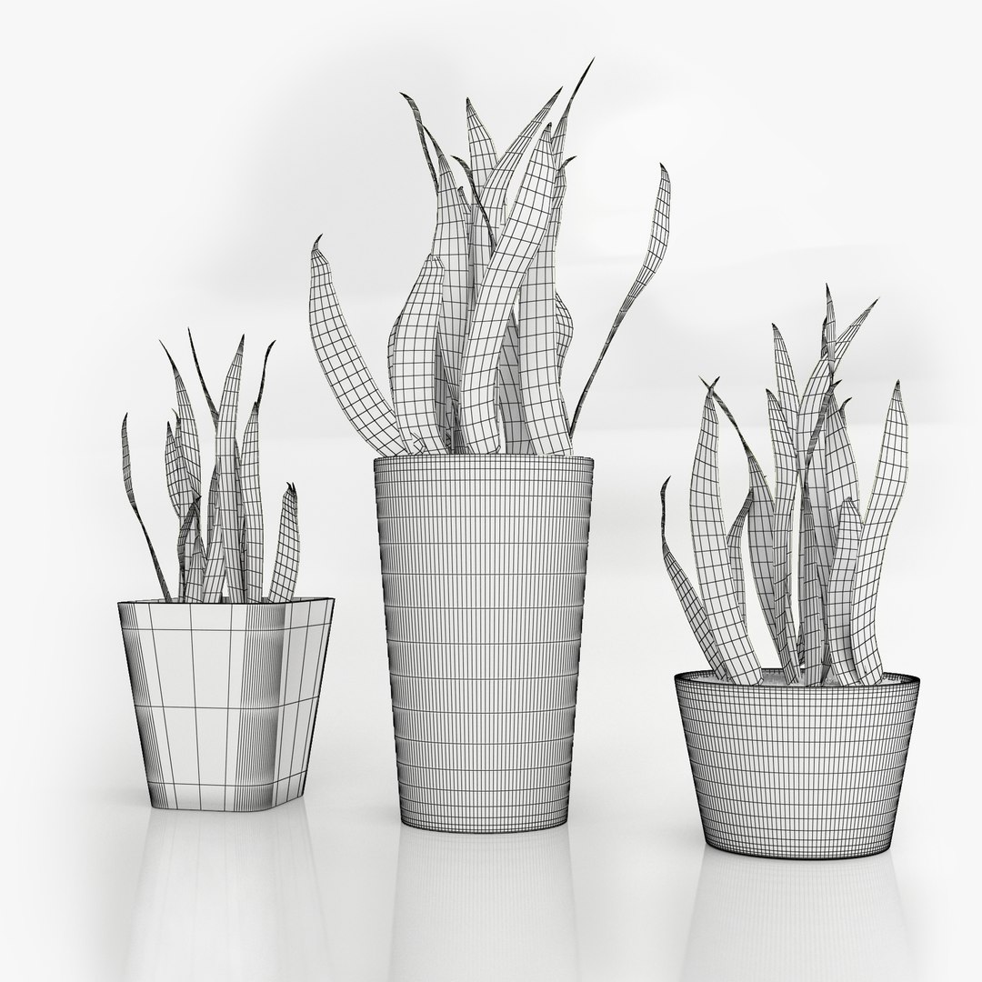 Snake Plant 3D Model - TurboSquid 1284525