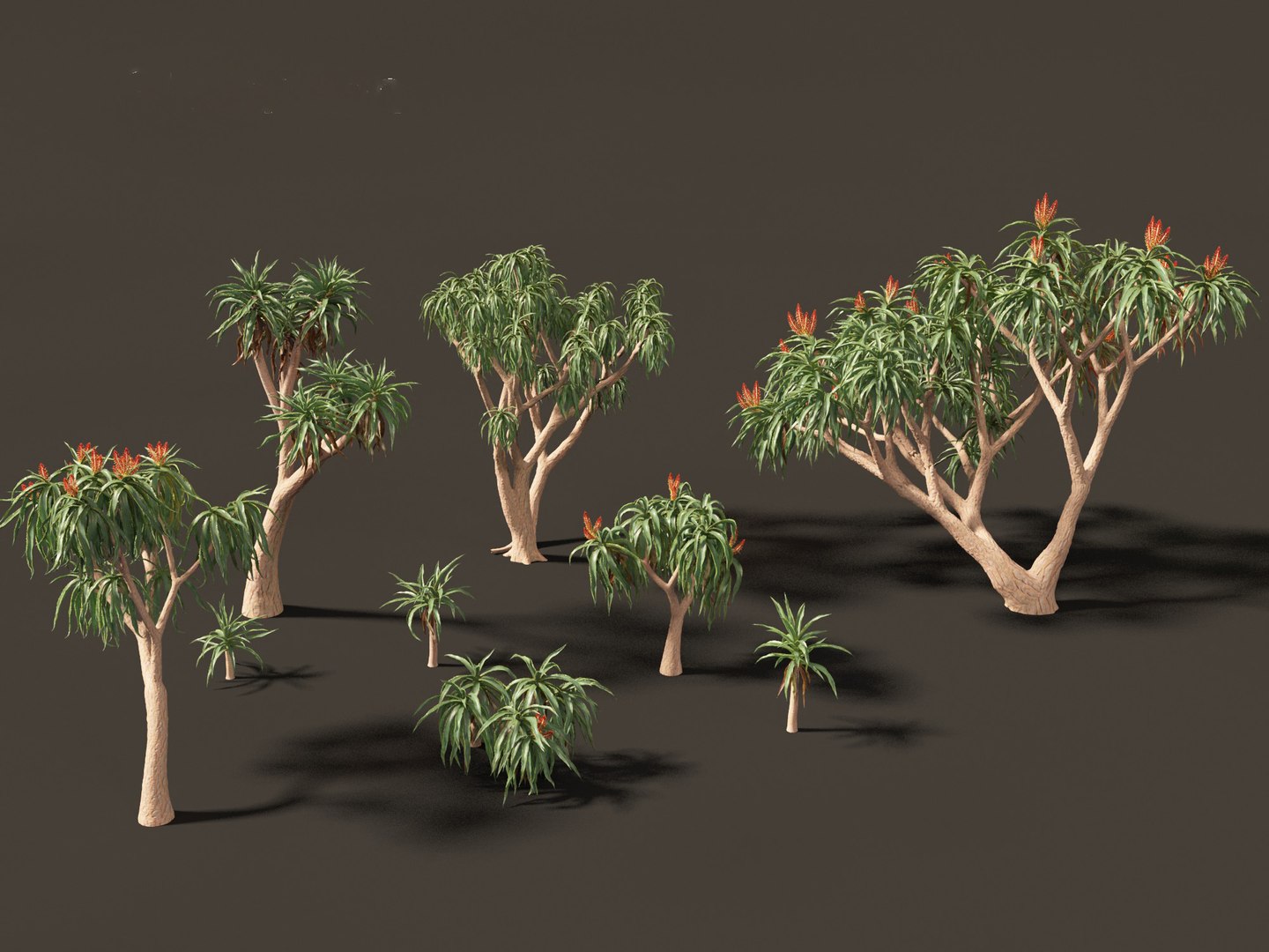 Aloidendron Barberae - Tree Aloe Model - TurboSquid 2148559