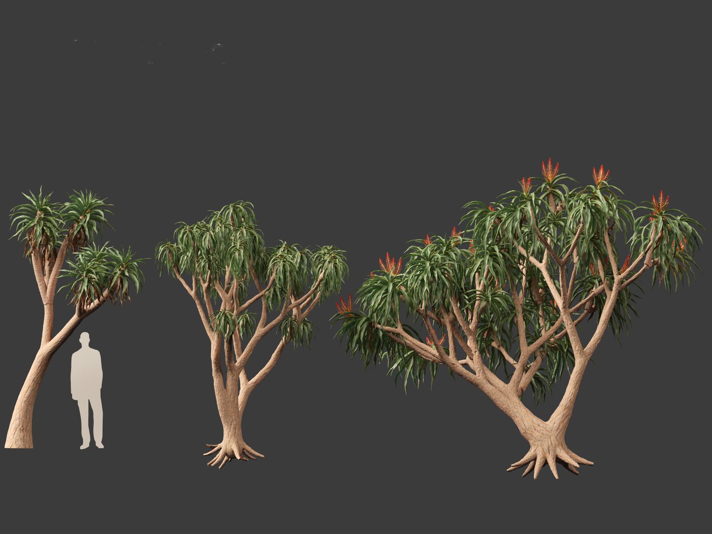 Aloidendron Barberae - Tree Aloe Model - TurboSquid 2148559