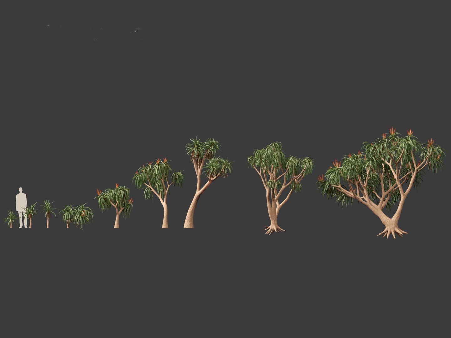 Aloidendron barberae - Tree Aloe model - TurboSquid 2148559
