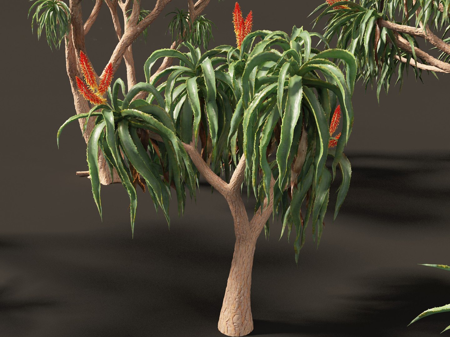 Aloidendron barberae - Tree Aloe model - TurboSquid 2148559
