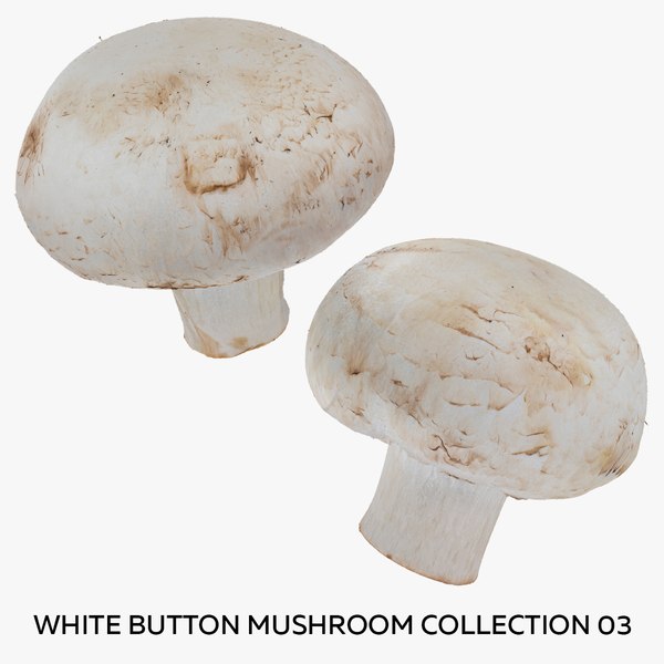 Button Mushroom 3D Models for Download | TurboSquid