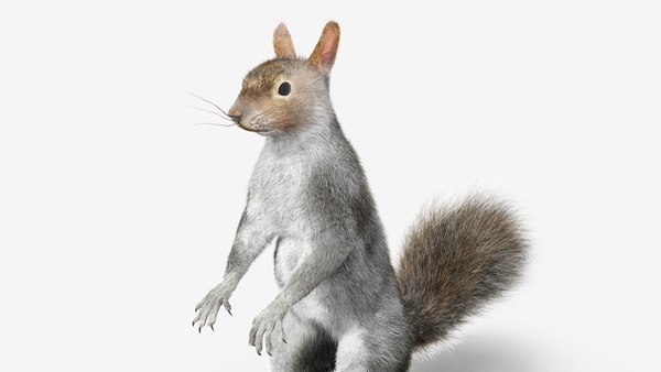 modelo 3d Ardilla gris en piel de pose de pie - TurboSquid 2262519