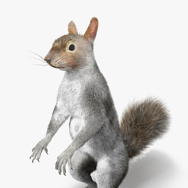 modelo 3d Ardilla gris en piel de pose de pie - TurboSquid 2262519