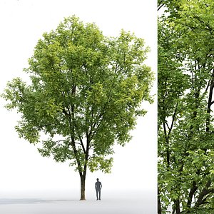 Tree ash ash-tree 3D model - TurboSquid 1688624