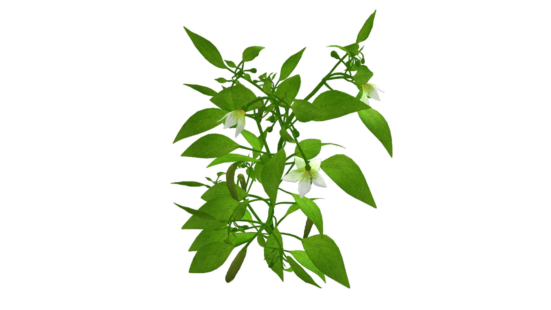 3d Chili Plants