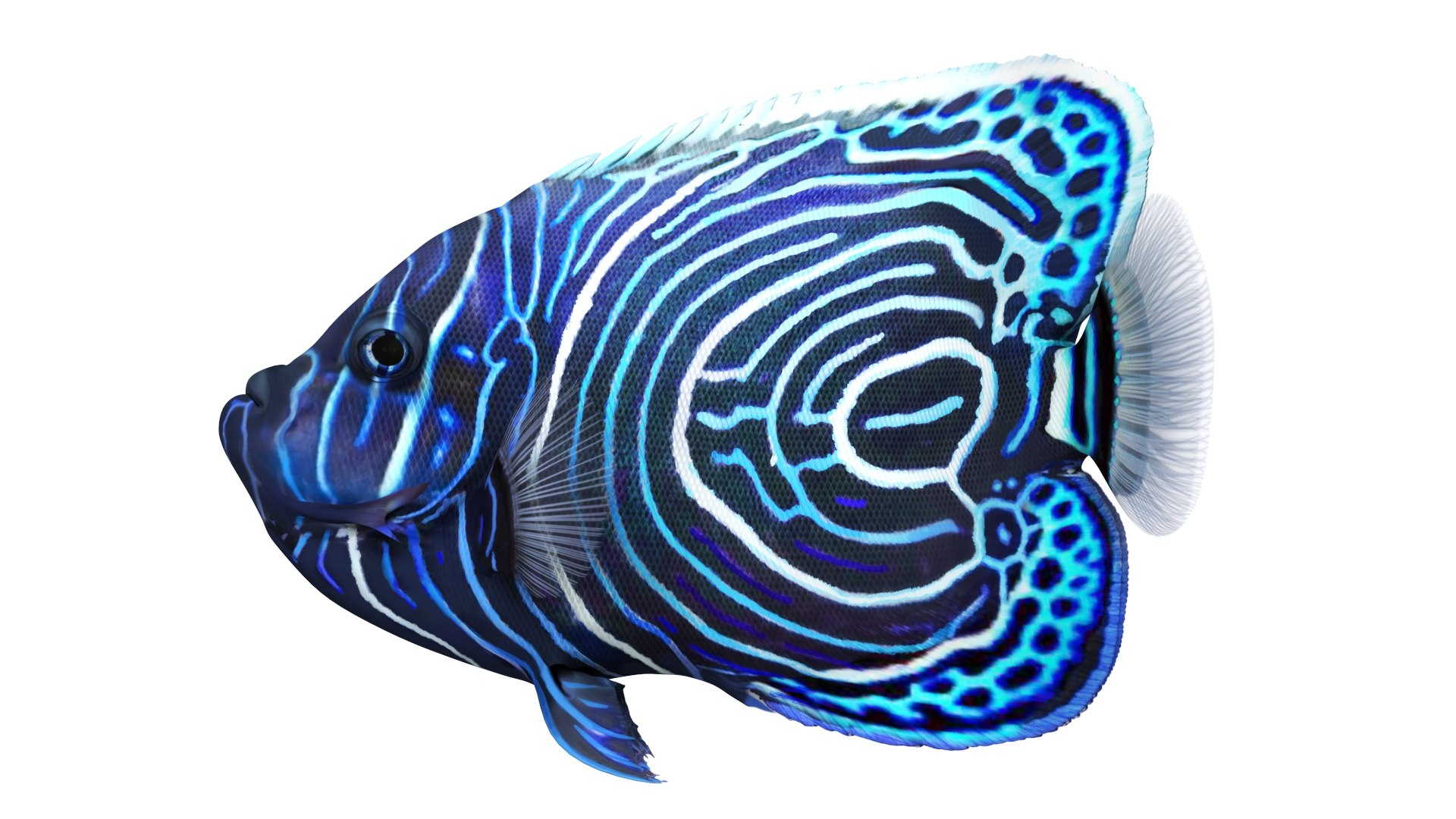 3D Emperor Angelfish Rigged For Cinema 4D - TurboSquid 2277228
