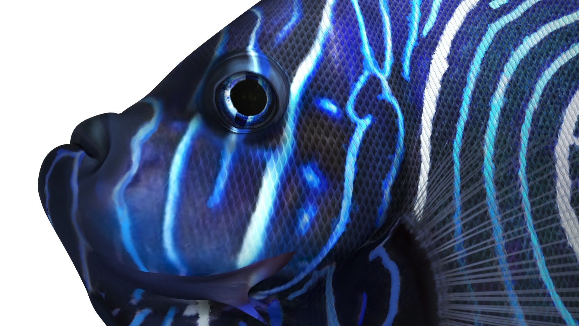 3D Emperor Angelfish Rigged For Cinema 4D - TurboSquid 2277228