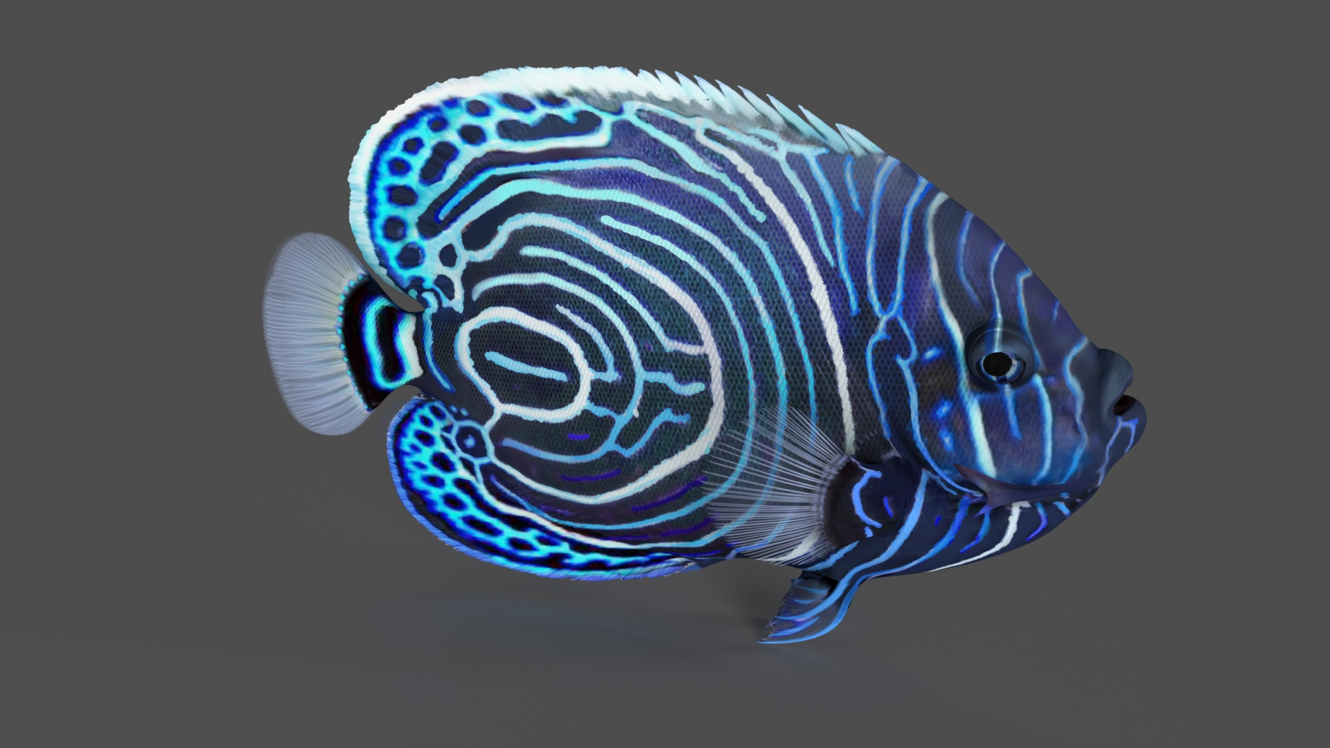 3D Emperor Angelfish Rigged For Cinema 4D - TurboSquid 2277228