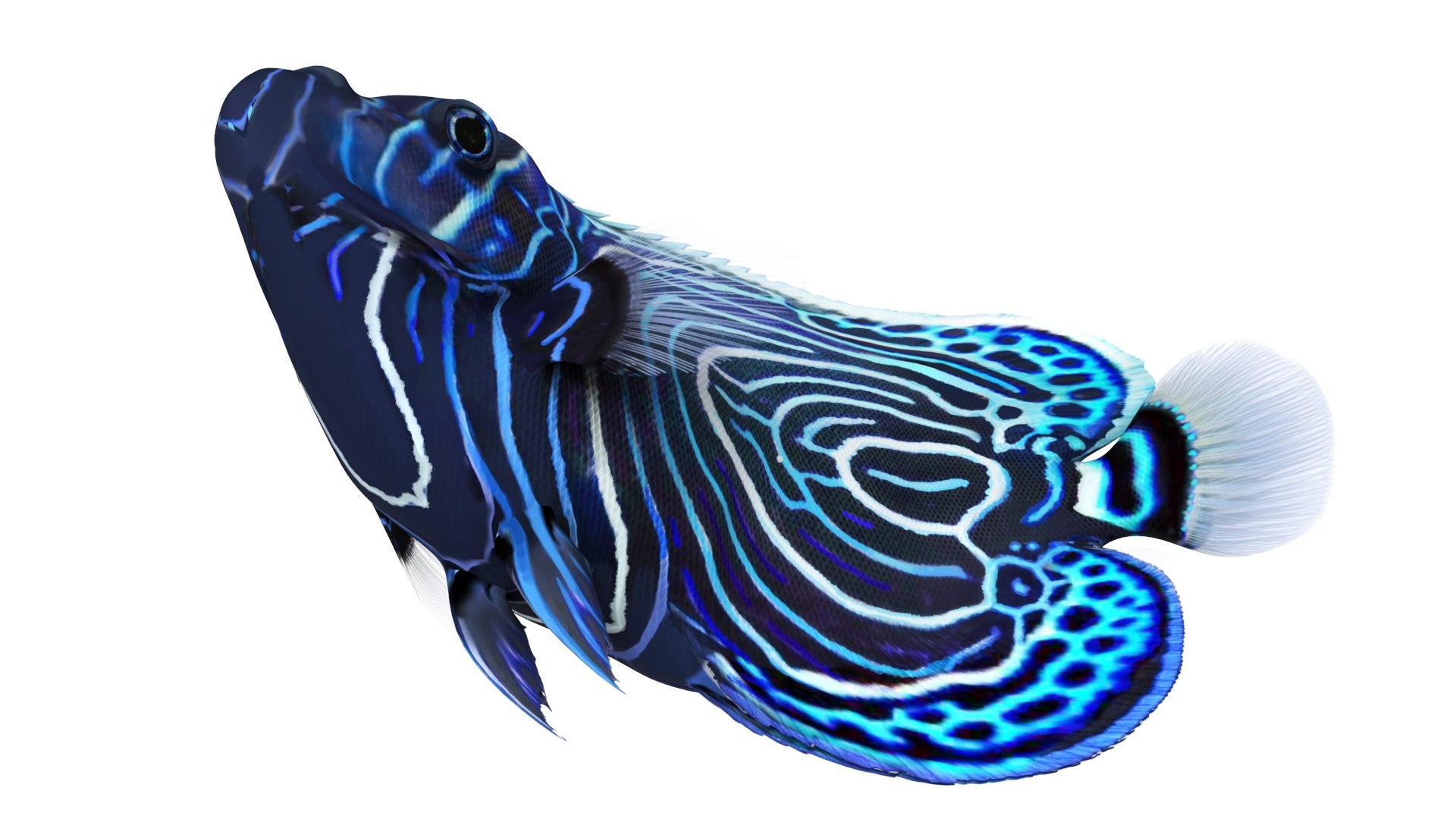 3D Emperor Angelfish Rigged For Cinema 4D - TurboSquid 2277228