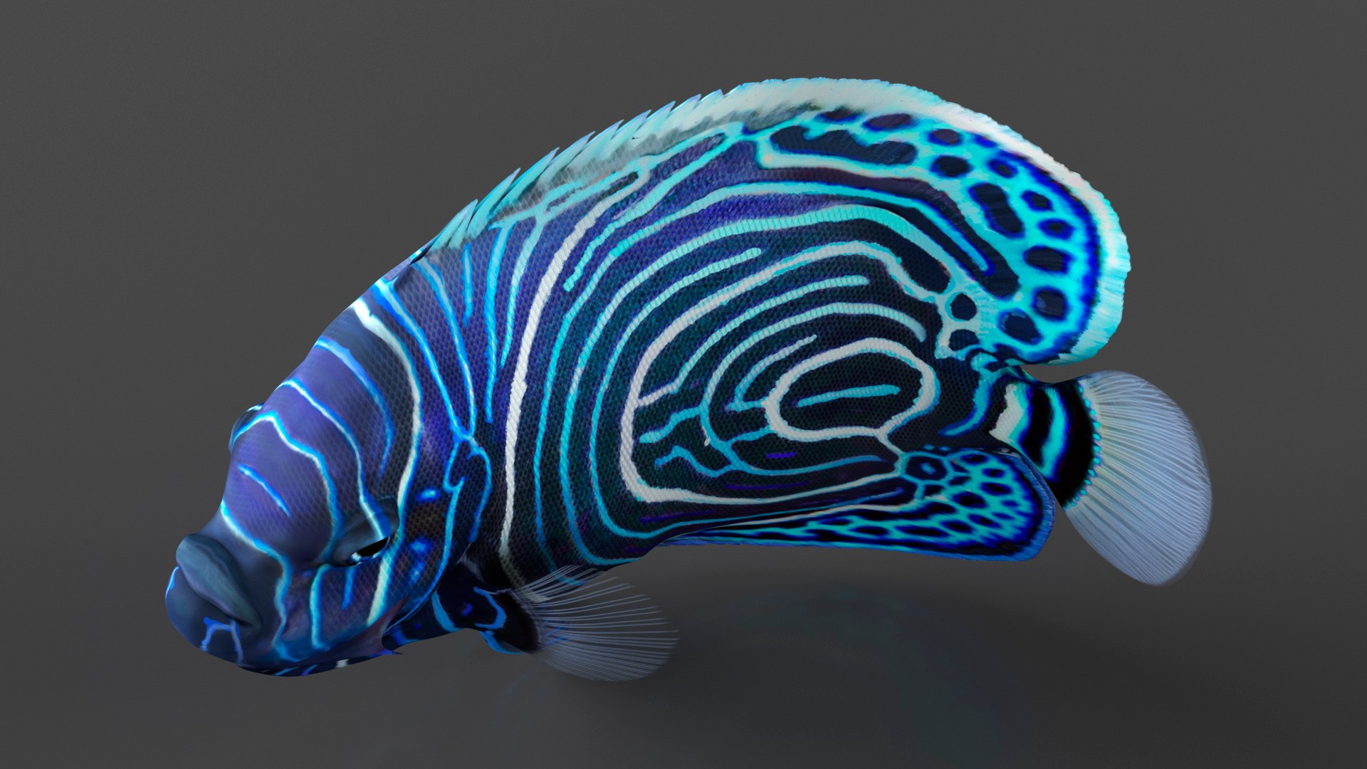 3D Emperor Angelfish Rigged For Cinema 4D - TurboSquid 2277228