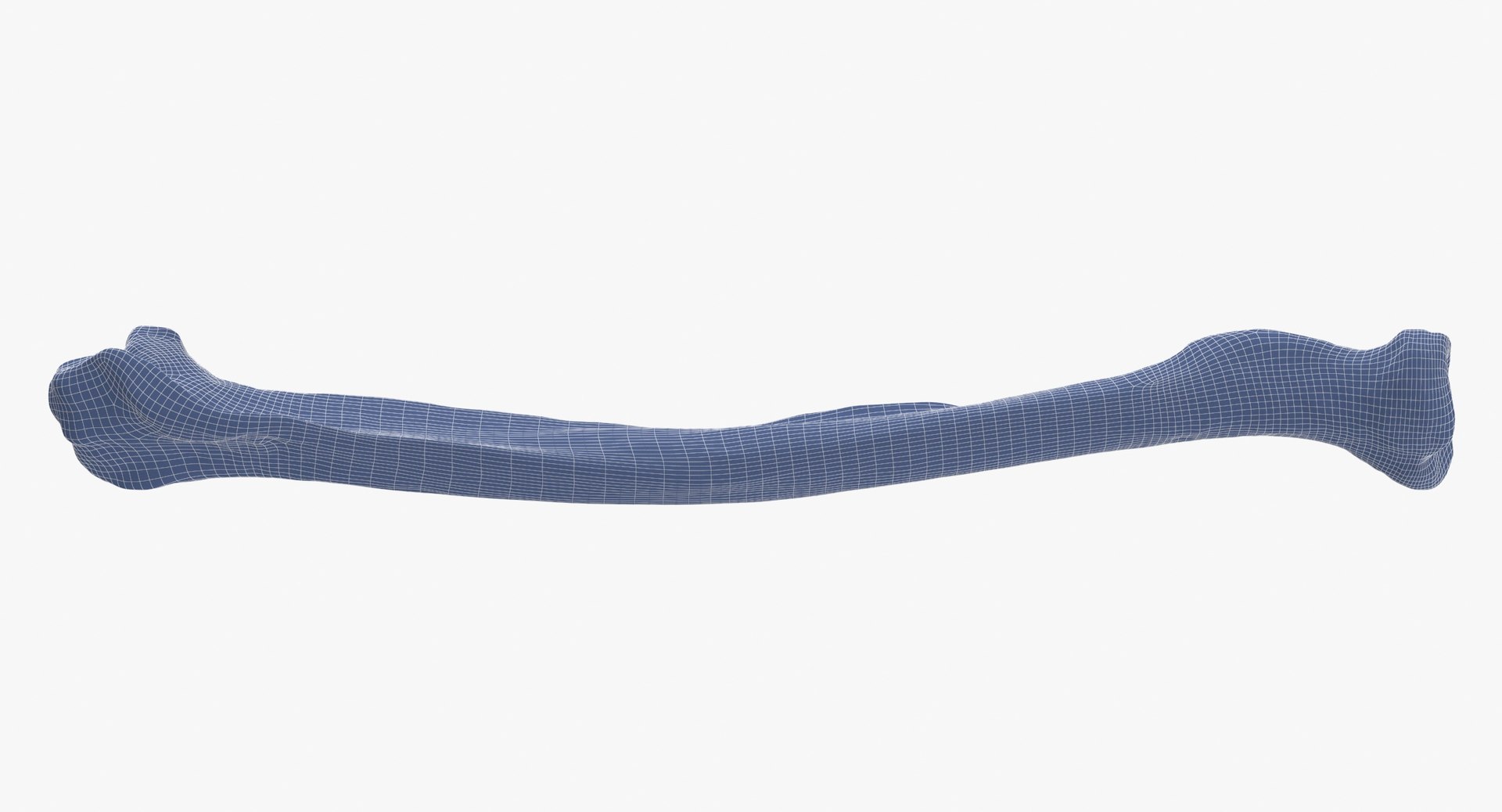 3D Model South American Coati Nasua Nasua Radius Bone 01 - TurboSquid ...