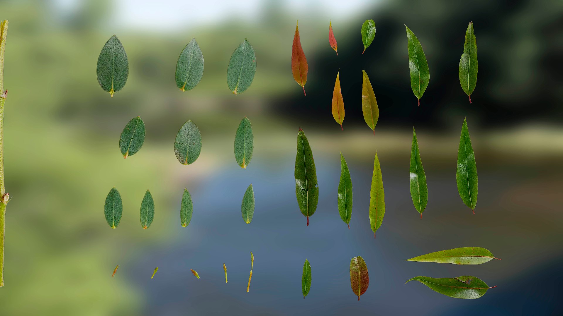 3D Model Anydrafts Eucalyptus Leaves Textures Pack - TurboSquid 2343629