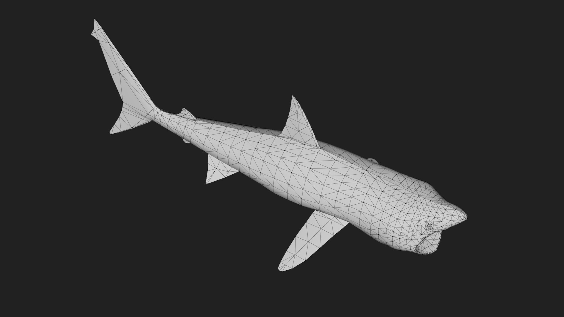 Shark 3D Model - TurboSquid 2122554