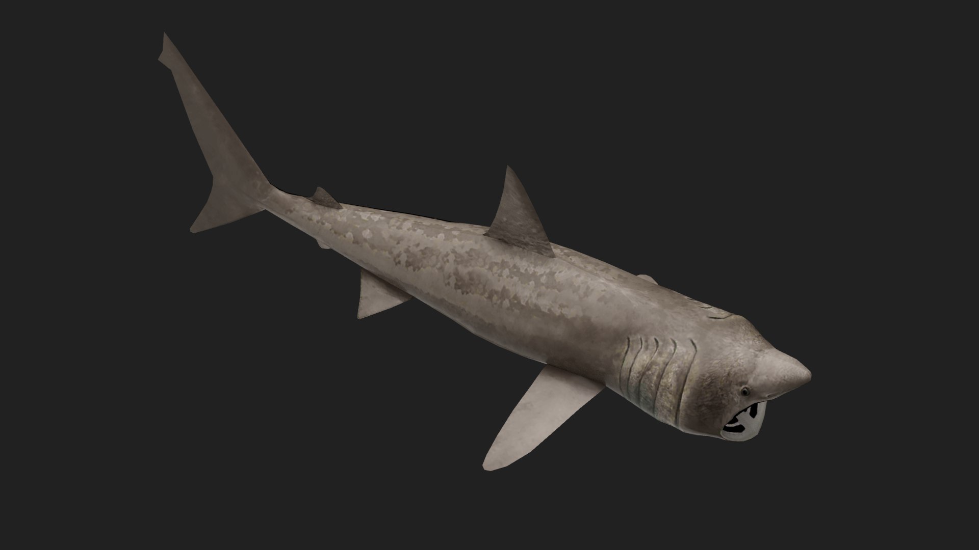 Shark 3D Model - TurboSquid 2122554