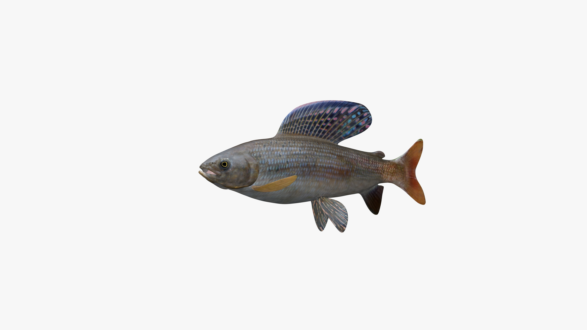 3D Arctic Grayling Male Model - TurboSquid 2075593