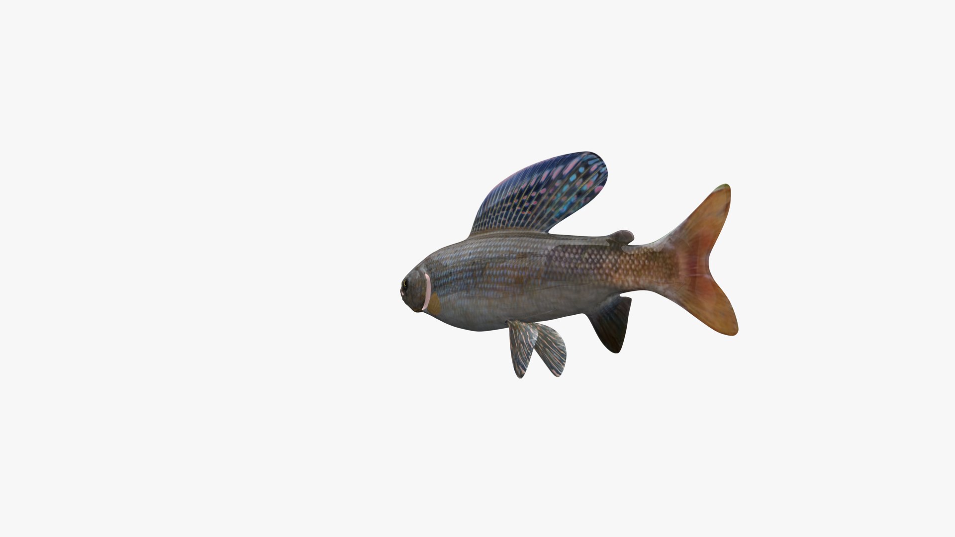 3D Arctic Grayling Male Model - TurboSquid 2075593
