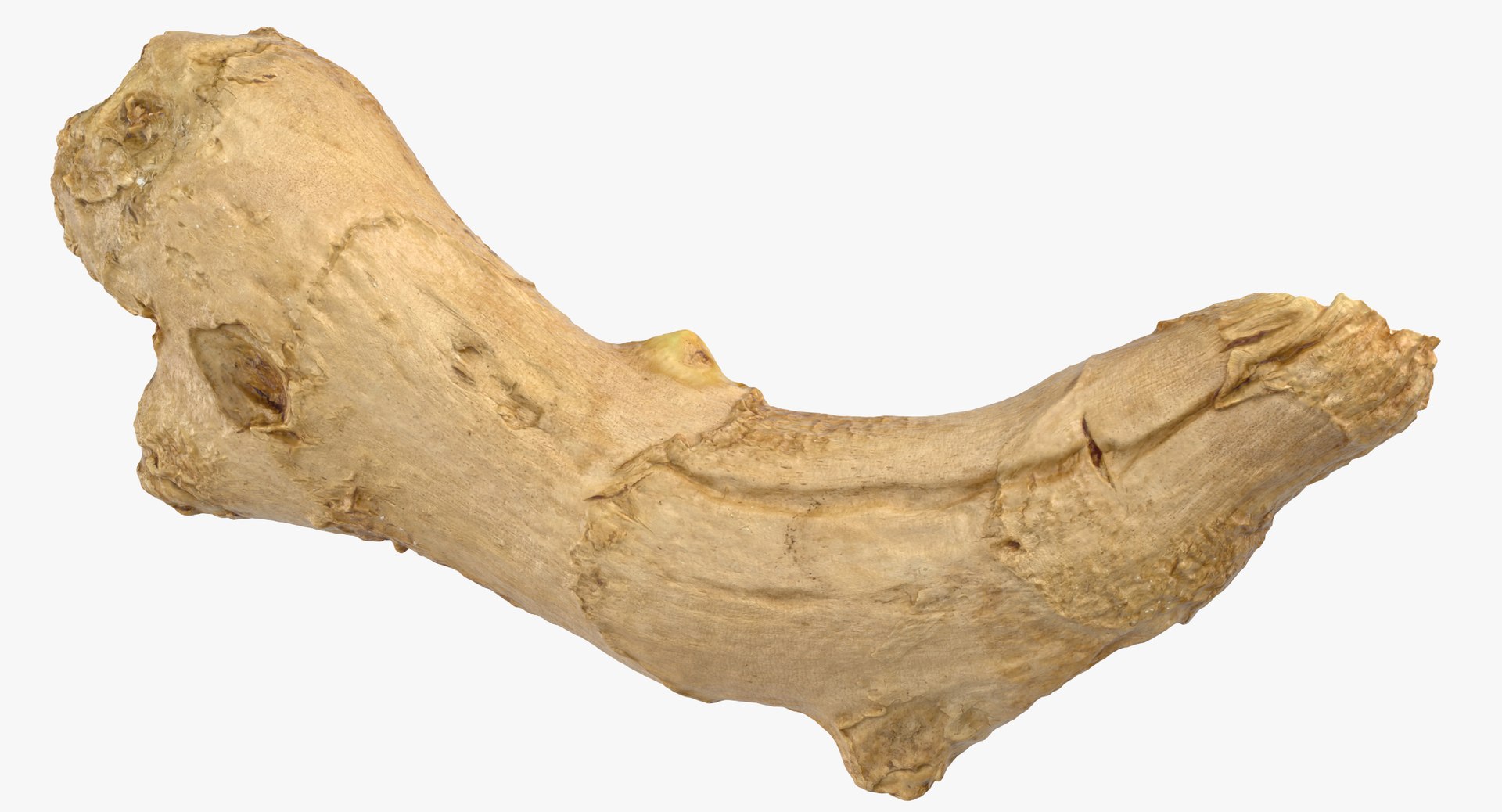 3D Ginger Root 01 Model - TurboSquid 1399231