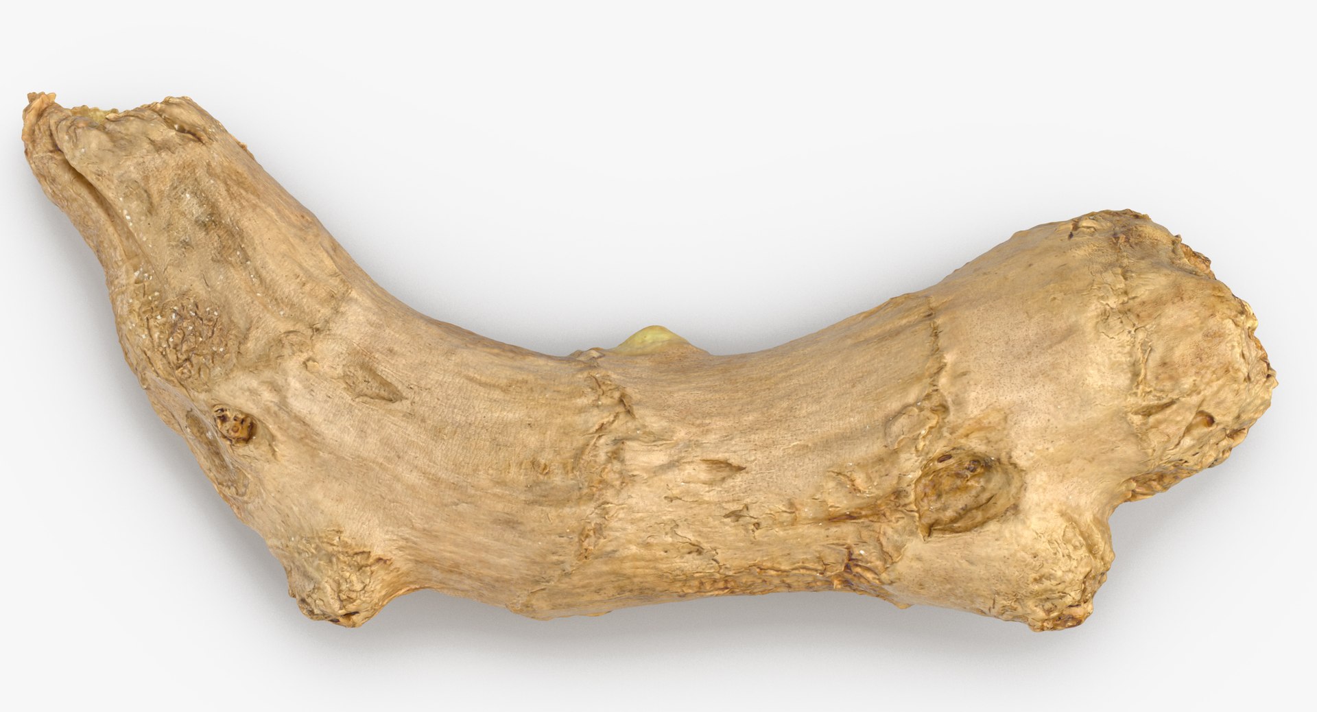 3D Ginger Root 01 Model - TurboSquid 1399231