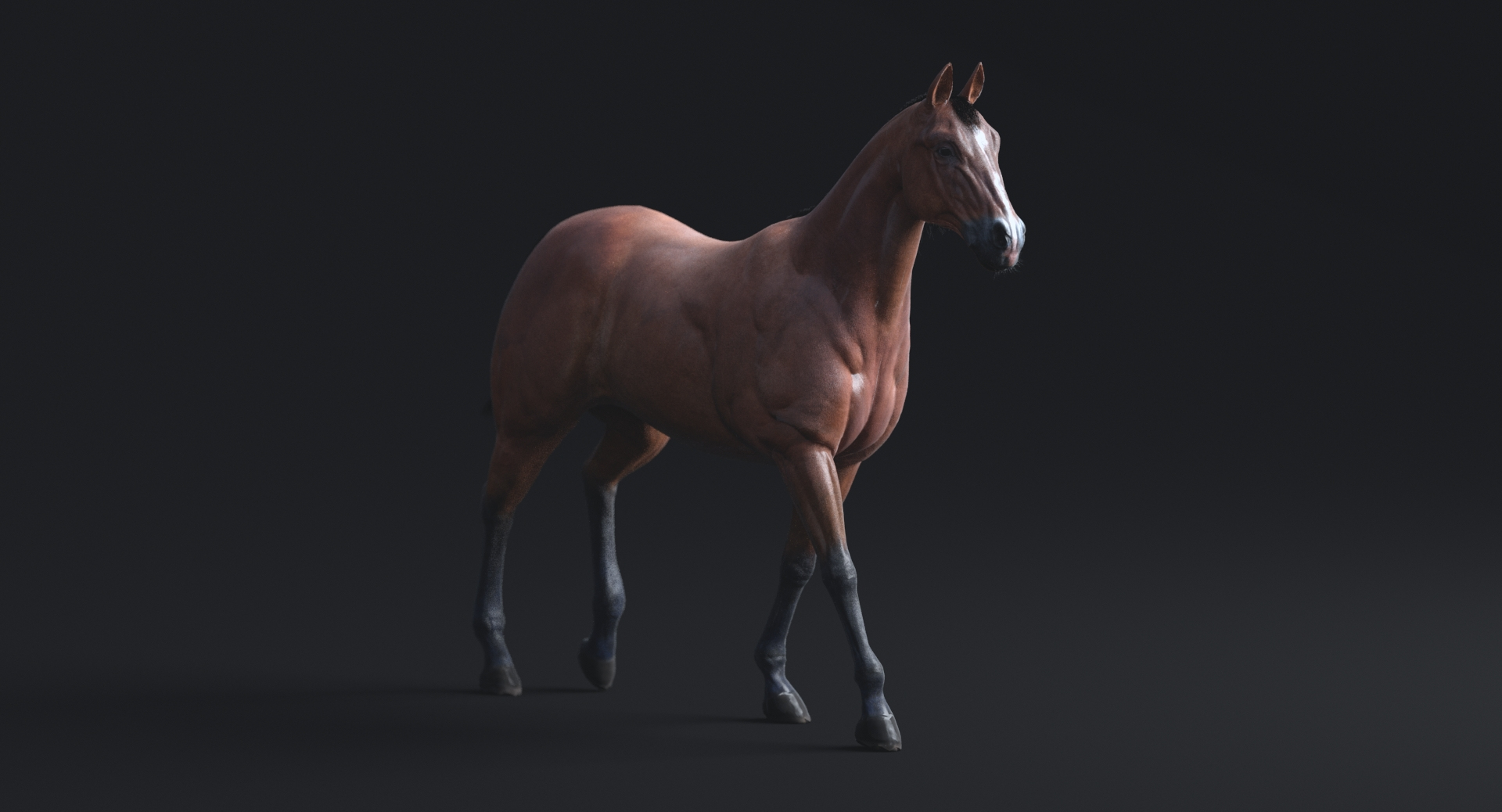 3D horse rigging animation walk - TurboSquid 1334039