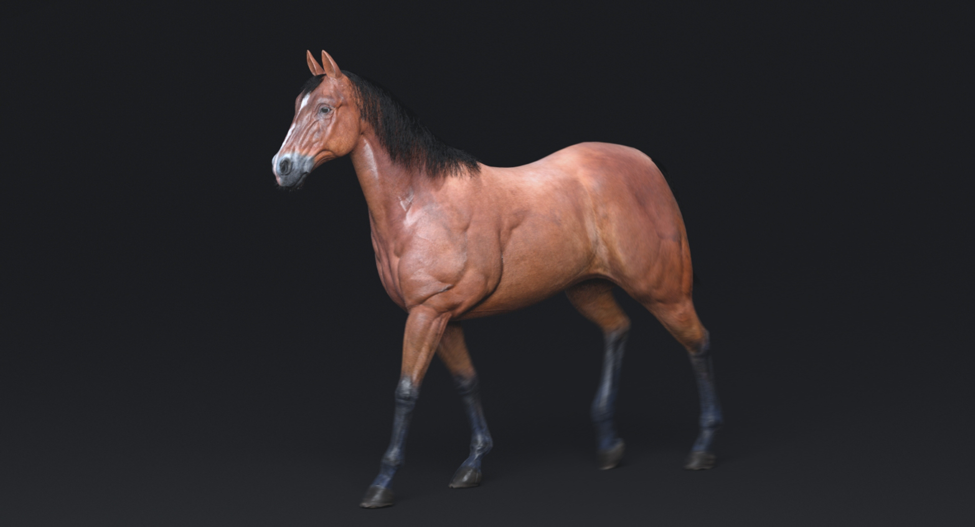 3D Horse Rigging Animation Walk - TurboSquid 1334039