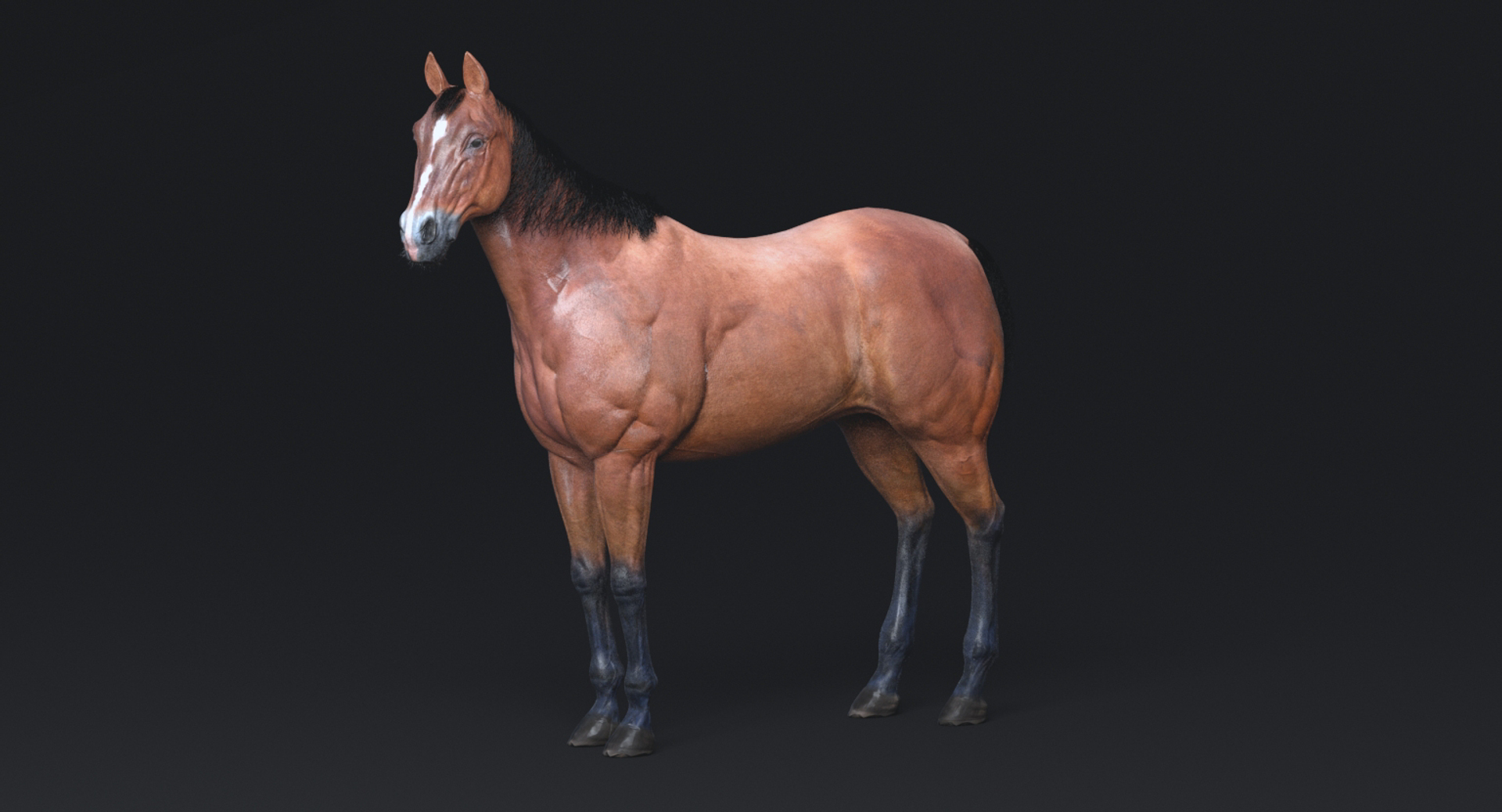 3D horse rigging animation walk - TurboSquid 1334039