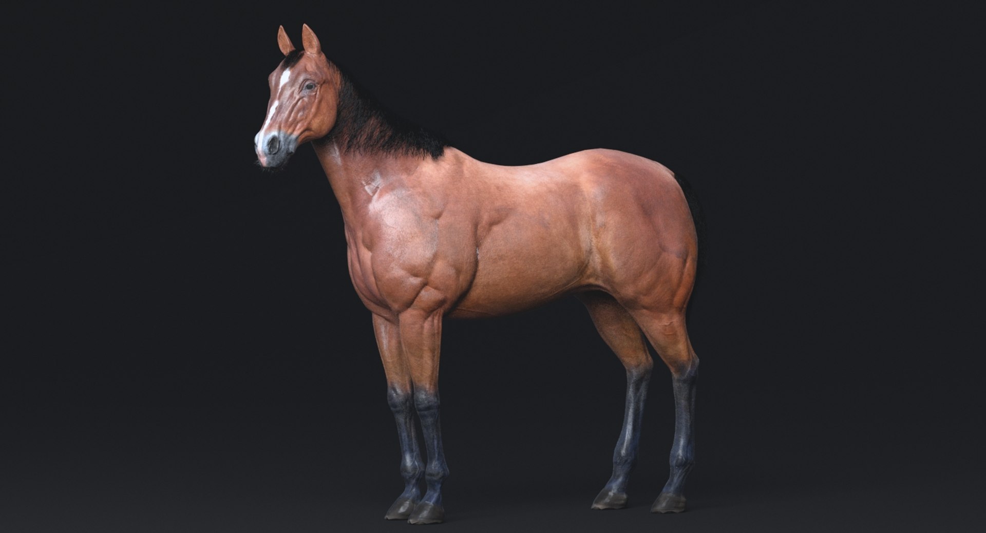 3D Horse Rigging Animation Walk - TurboSquid 1334039