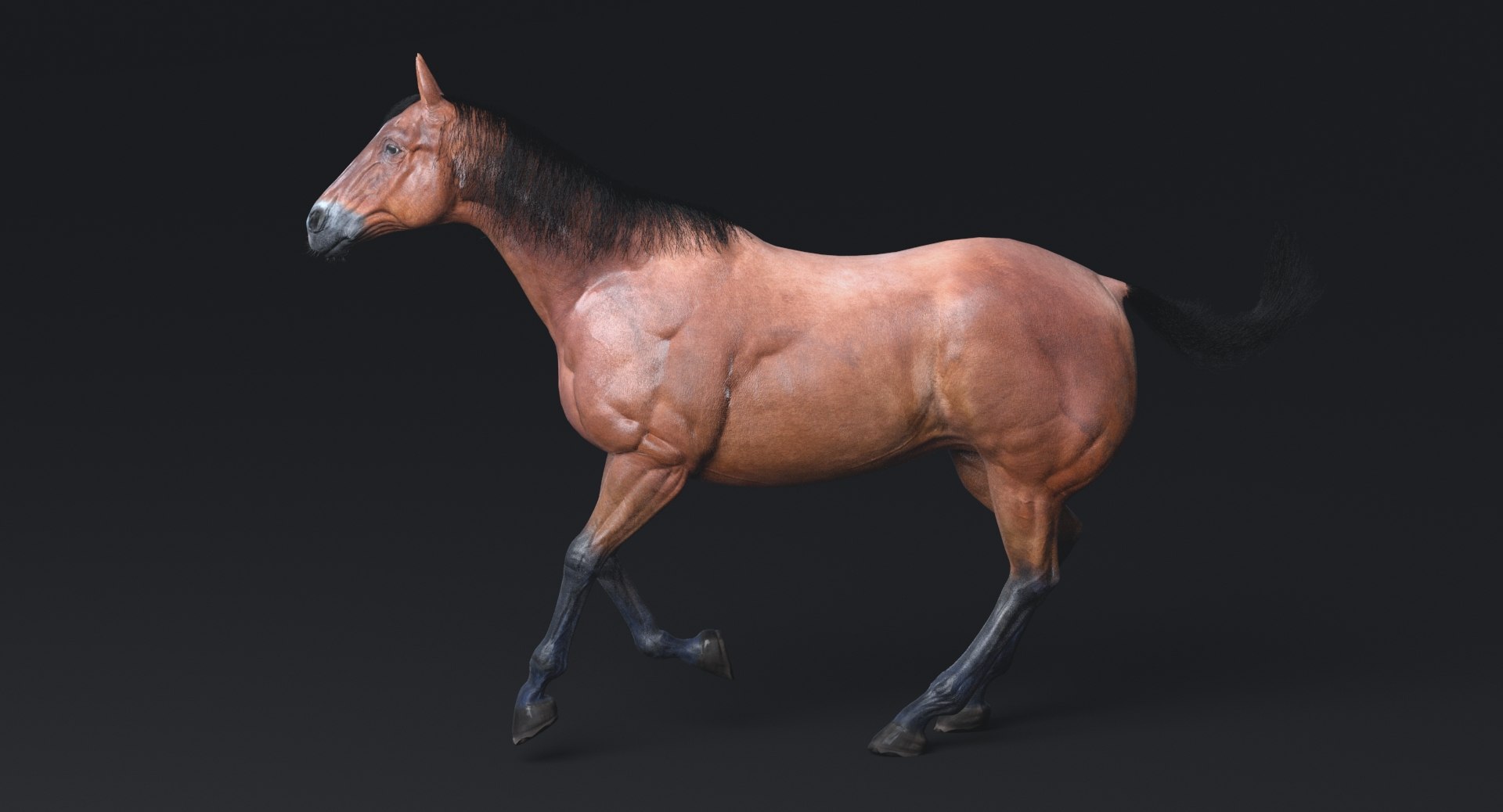 3D horse rigging animation walk - TurboSquid 1334039