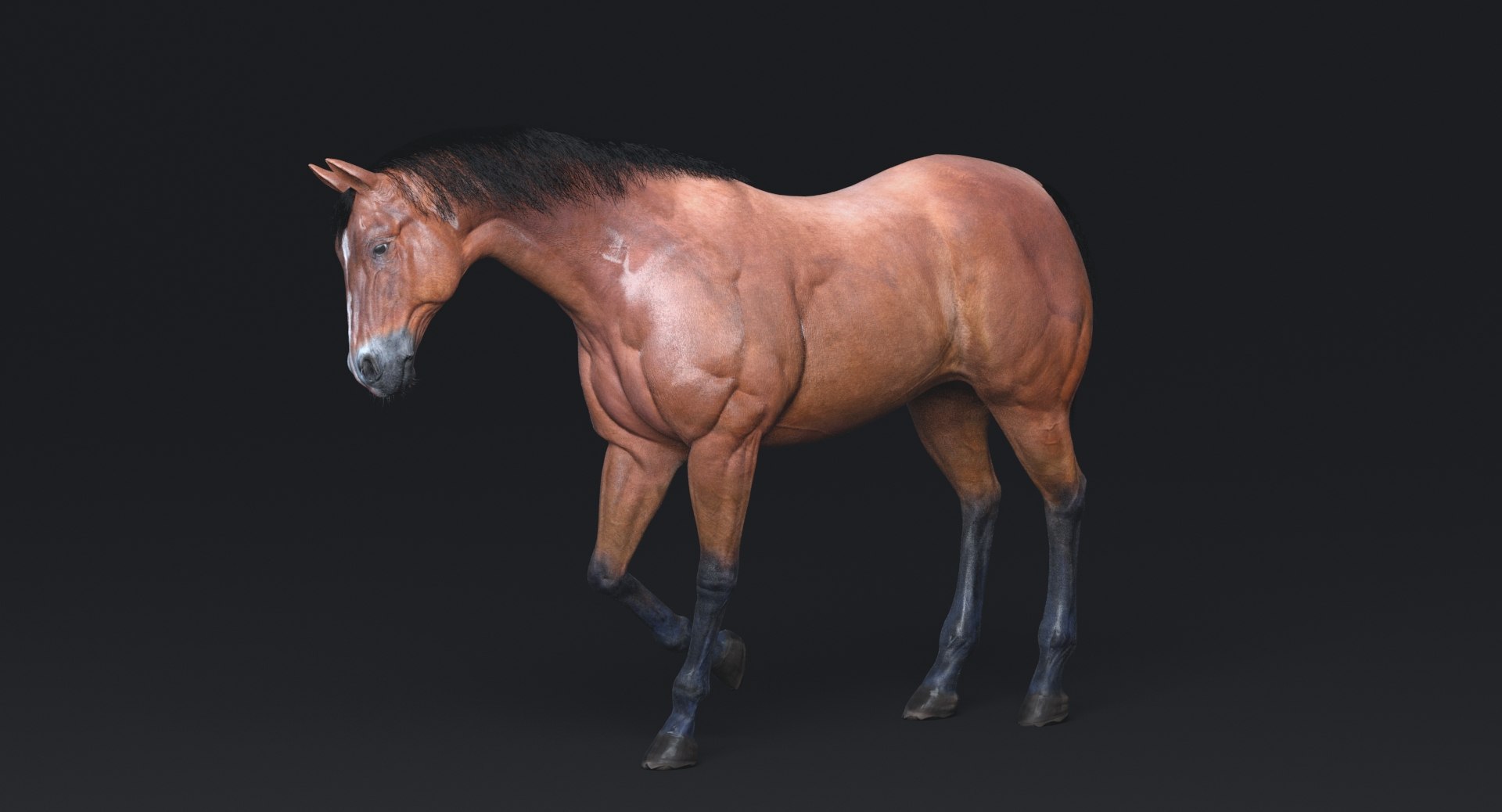 3D horse rigging animation walk - TurboSquid 1334039
