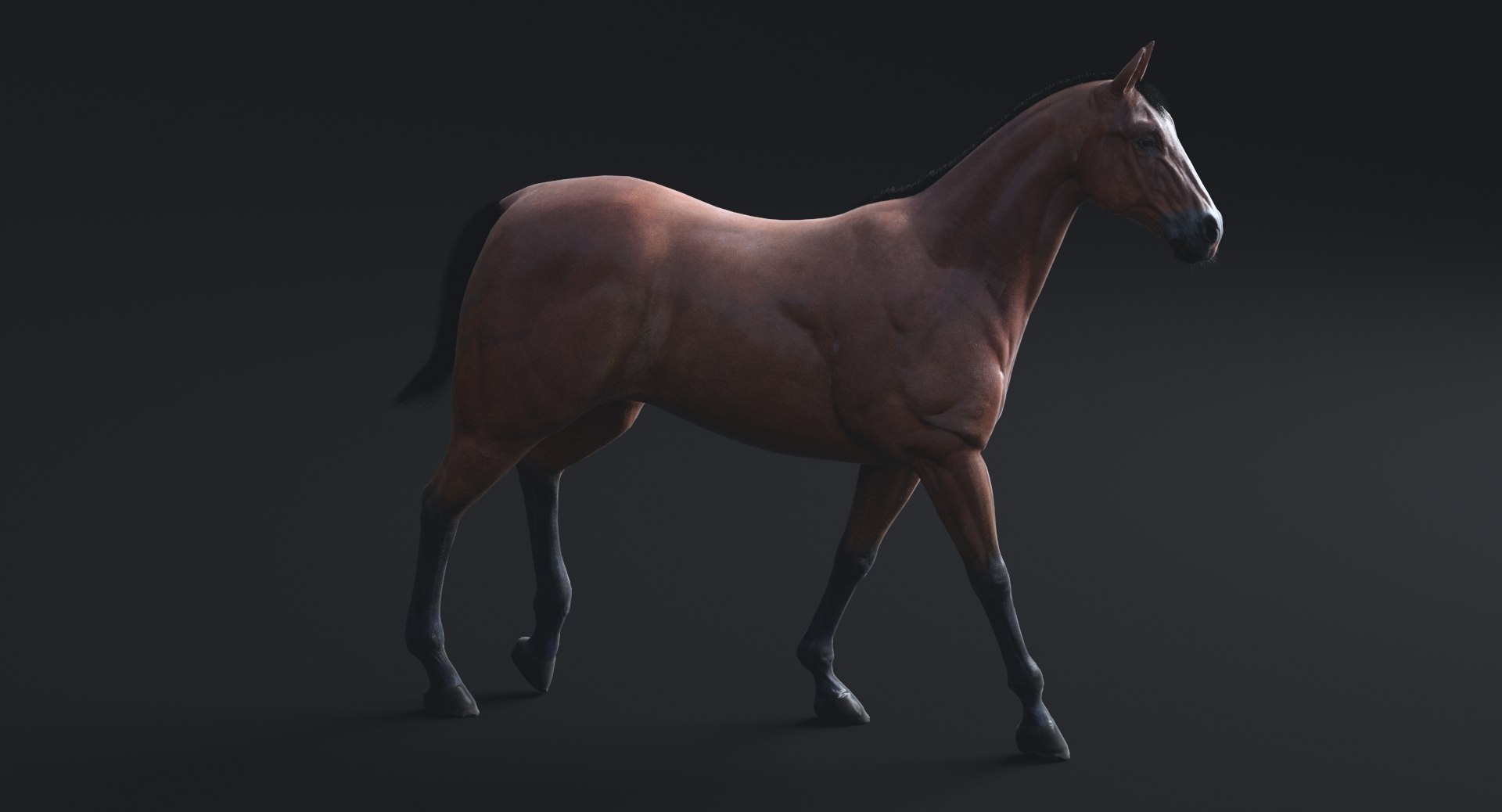 3D horse rigging animation walk - TurboSquid 1334039