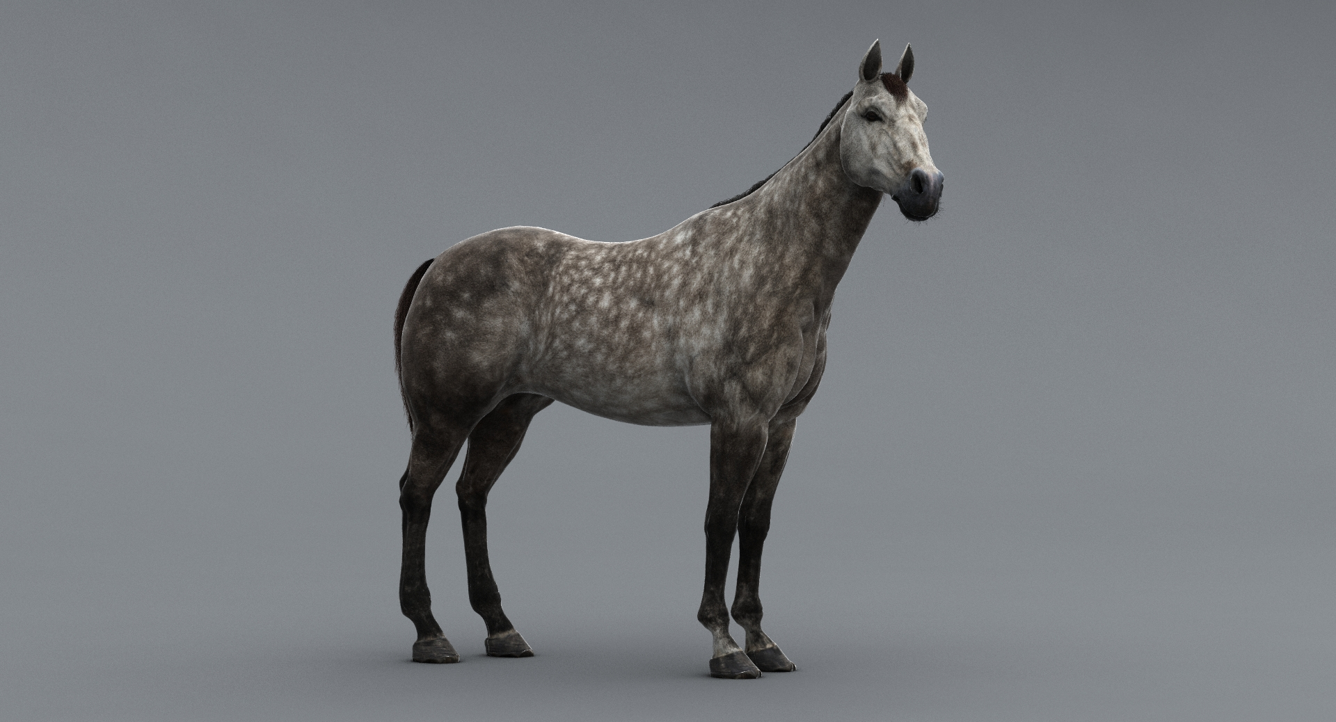 3D horse rigging animation walk - TurboSquid 1334039